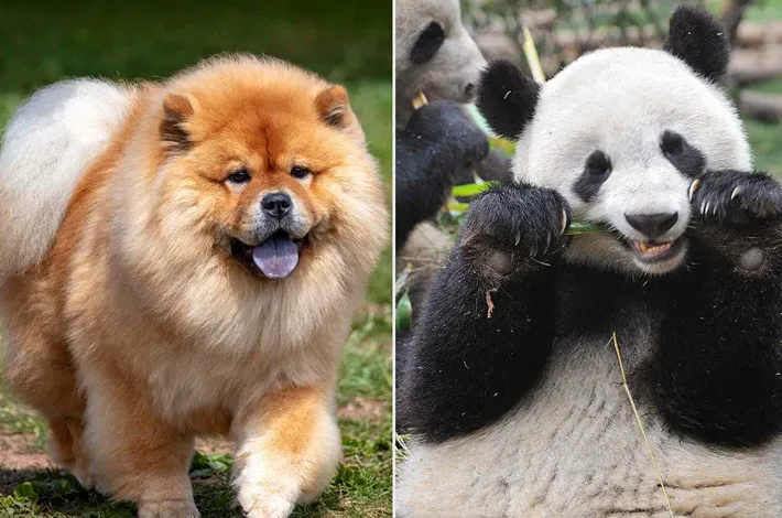 చైనా జూలో కొత్త జంతువులు పాం'డాగ్'.. లయన్ 'డాగ్'